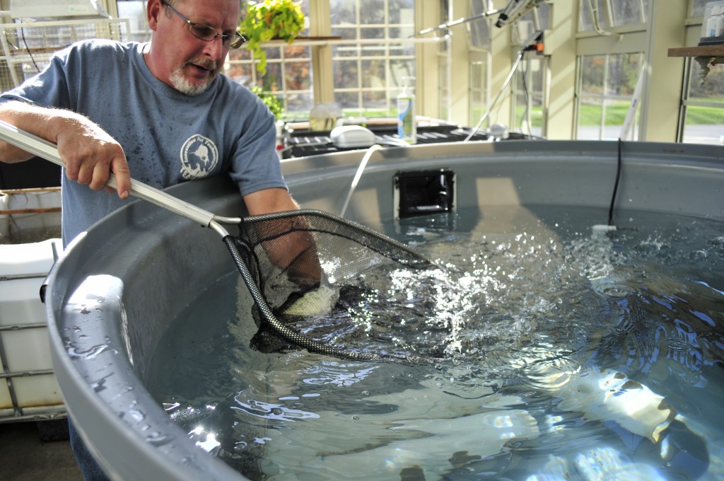 New Aquaponics Filter System - Solar Innovations