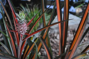 Growing the Rare Royal Hawaiian Pineapple - Solar Innovations